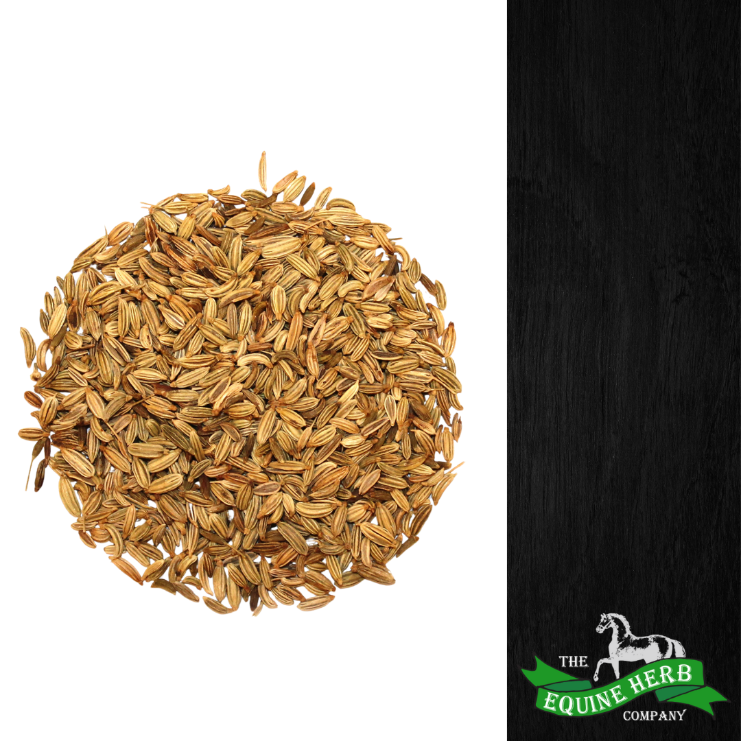 FENNEL SEEDS 1KG - EQUINE HERB : Feed & Supplements-Supplements : Spurs