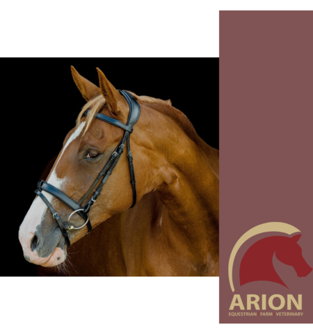 PLATINUM ANATOMICAL FLAT PADDED BRIDLE - Bridles & Reins-Bridles ...